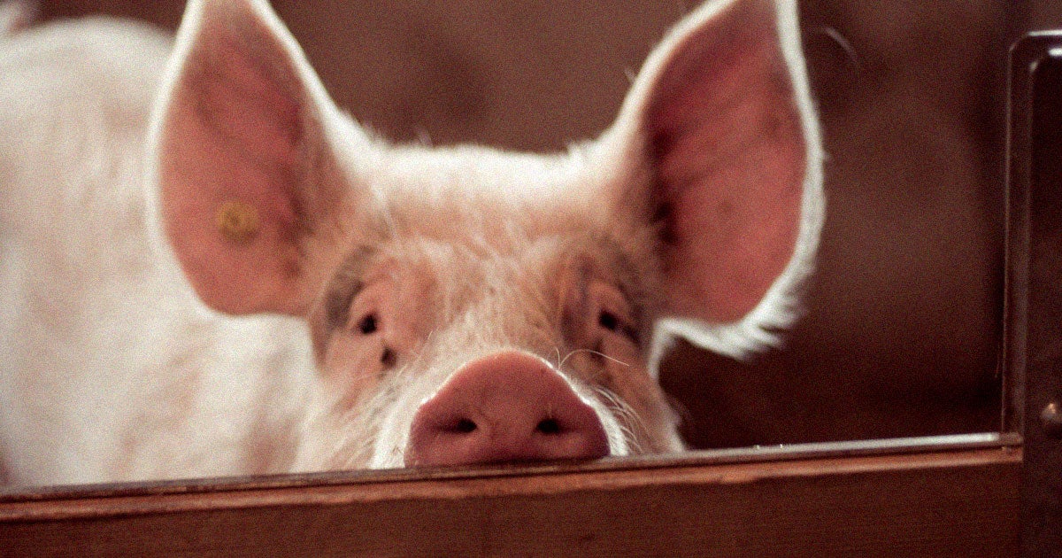 Biotech Penile Implants Let Pigs Get Erections Again Biotech Penile Implants Let Pigs Get Erections Again